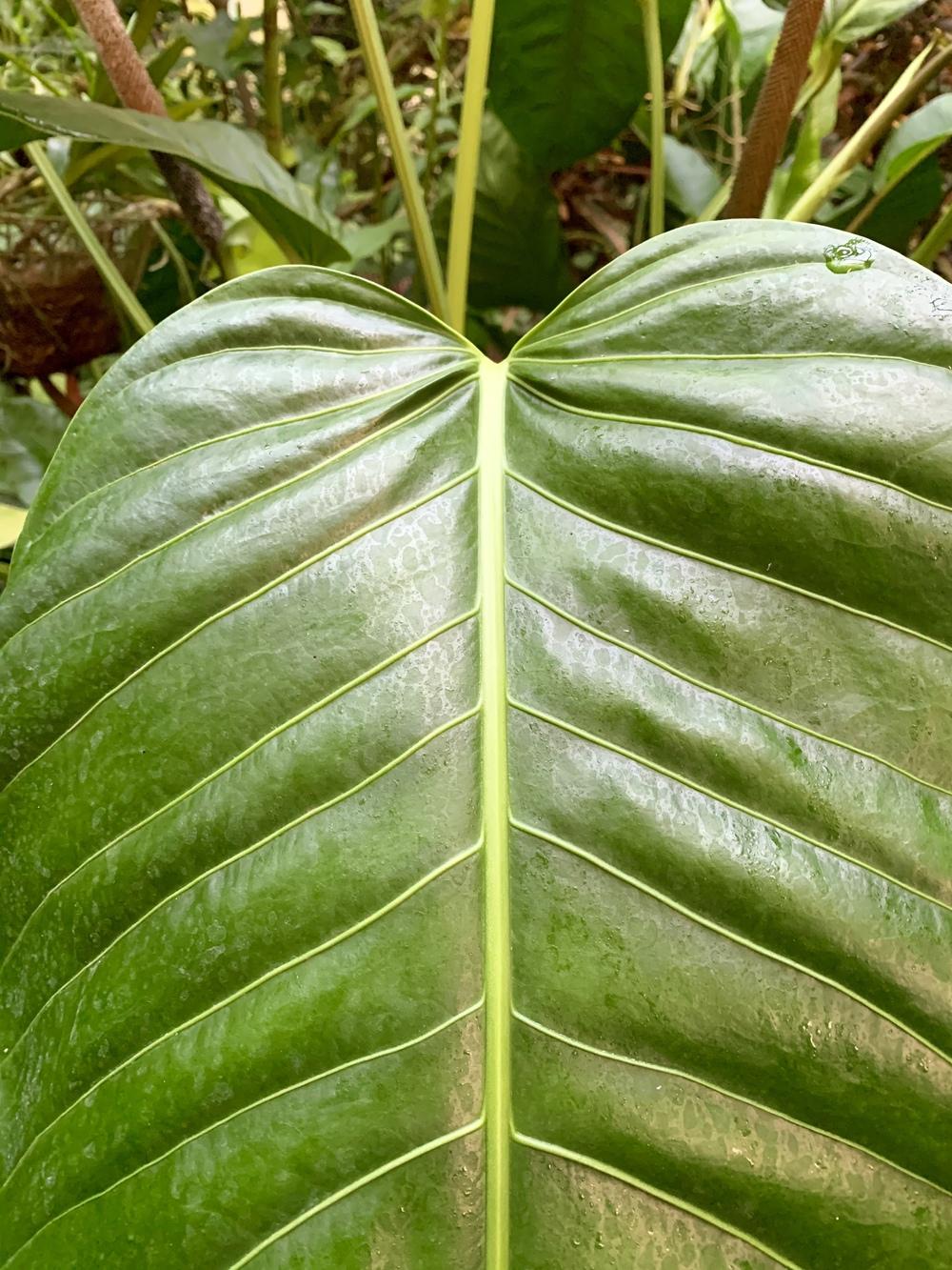 Aroid of the Day: Anthurium spectabile Schott in the Philodendrons ...