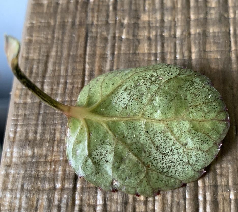 powdery substance and odd smell from fabian aralia in the Ask a ...