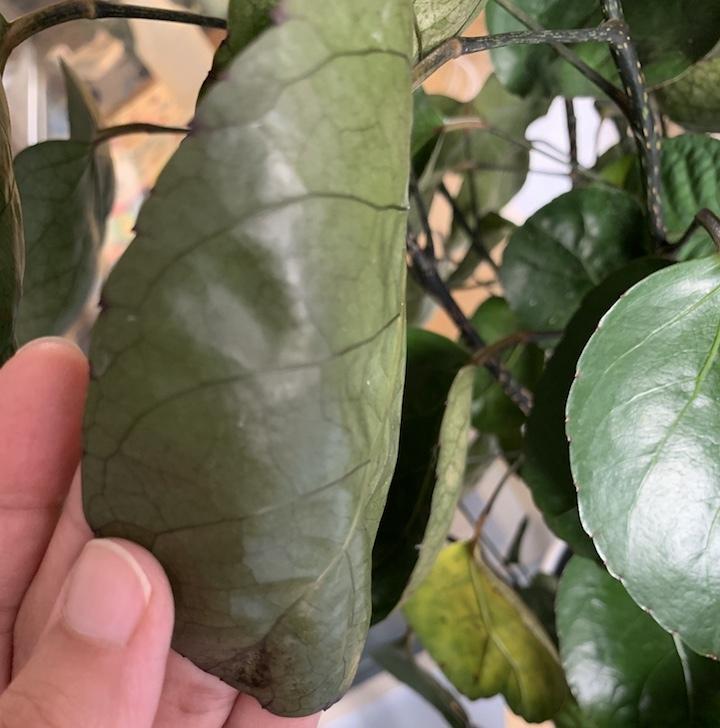 powdery substance and odd smell from fabian aralia in the Ask a ...