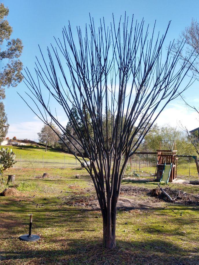 I can't identify this tree with a multi-stem trunk. in the Plant ID ...