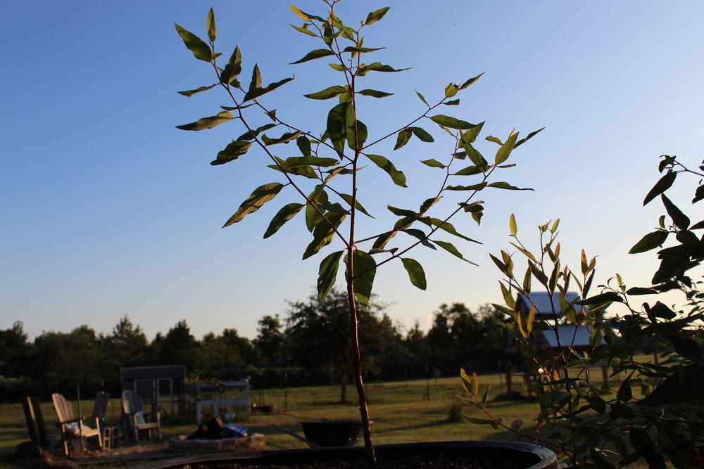 Cloning trees in the Ask a Question forum - Garden.org