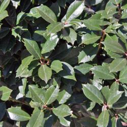 Foster Holly (Ilex x attenuata 'Fosteri') in the Ilex Database - Garden.org