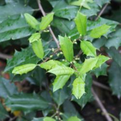 Foster Holly (Ilex x attenuata 'Fosteri') in the Ilex Database - Garden.org