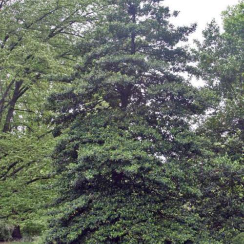 Foster Holly (Ilex x attenuata 'Fosteri') in the Ilex Database - Garden.org