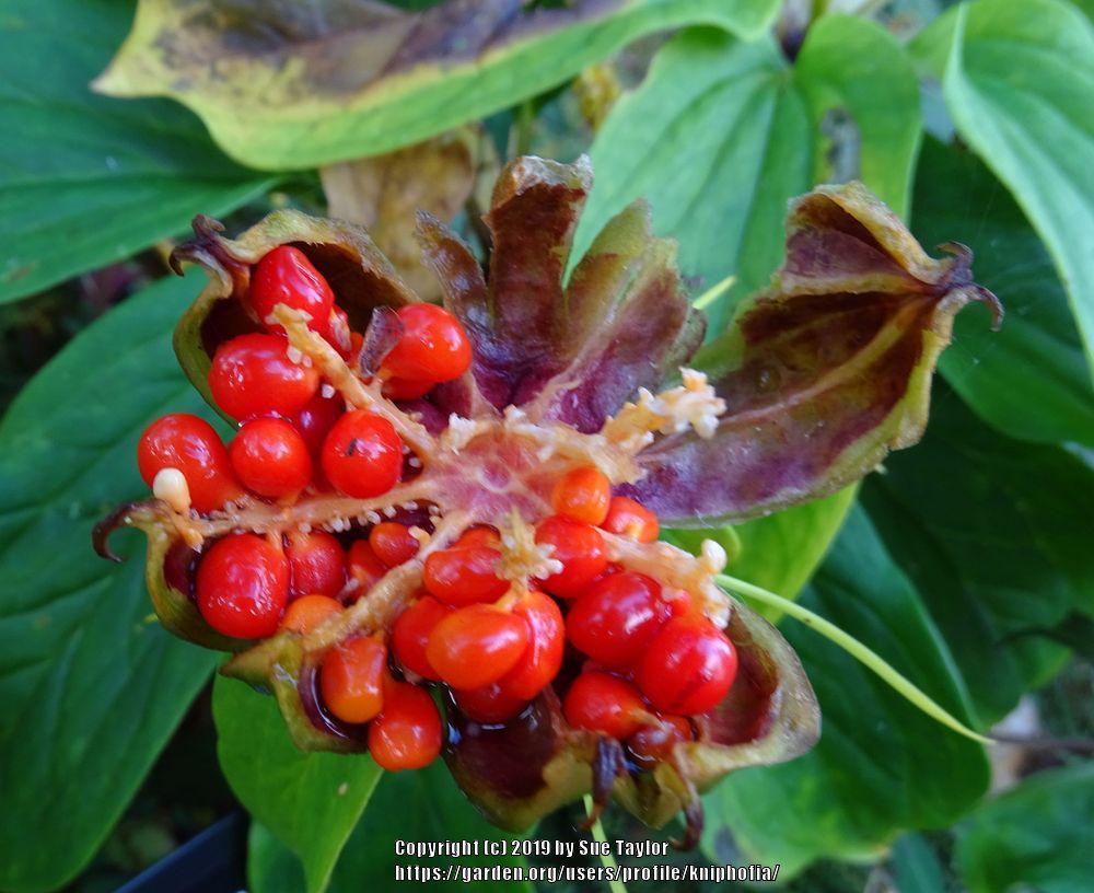 Paris (Paris polyphylla) - Garden.org