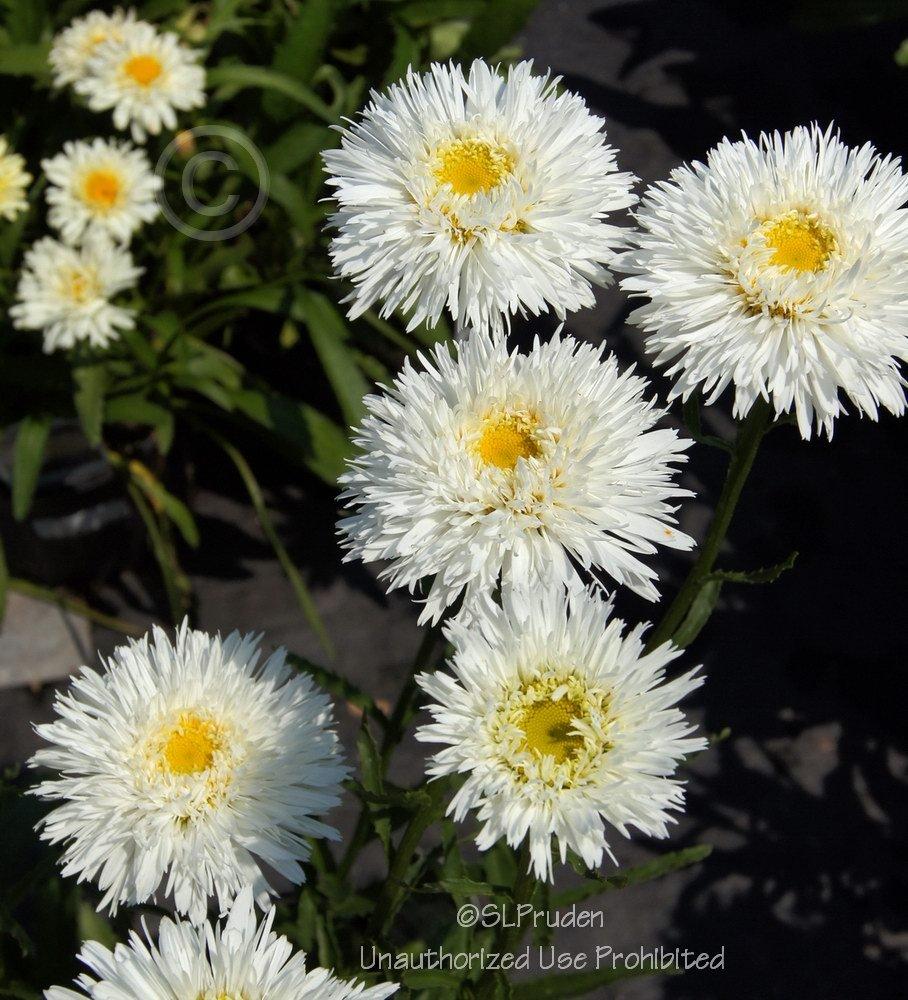 Photo of the bloom of Shasta Daisy (Leucanthemum x superbum 'Sante ...