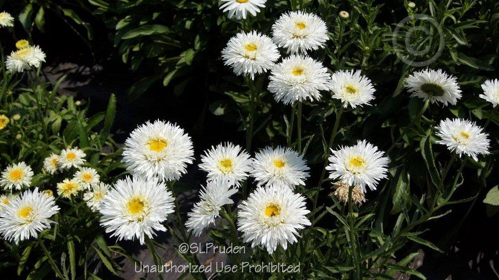 Photo of the entire plant of Shasta Daisy (Leucanthemum x superbum ...