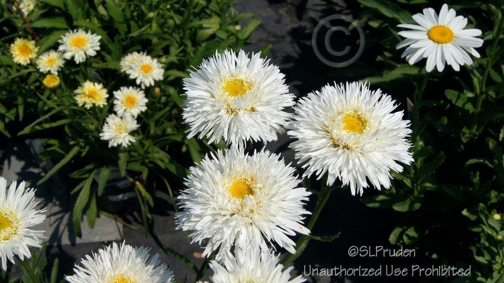 Photo of the bloom of Shasta Daisy (Leucanthemum x superbum 'Sante ...