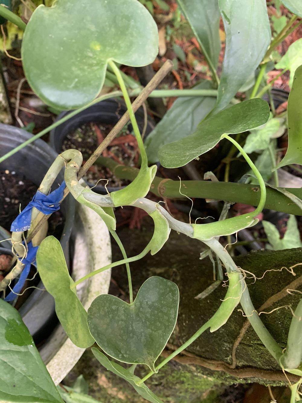 The Cataphyll in the Philodendrons, Elephant Ears, and Other Aroids ...