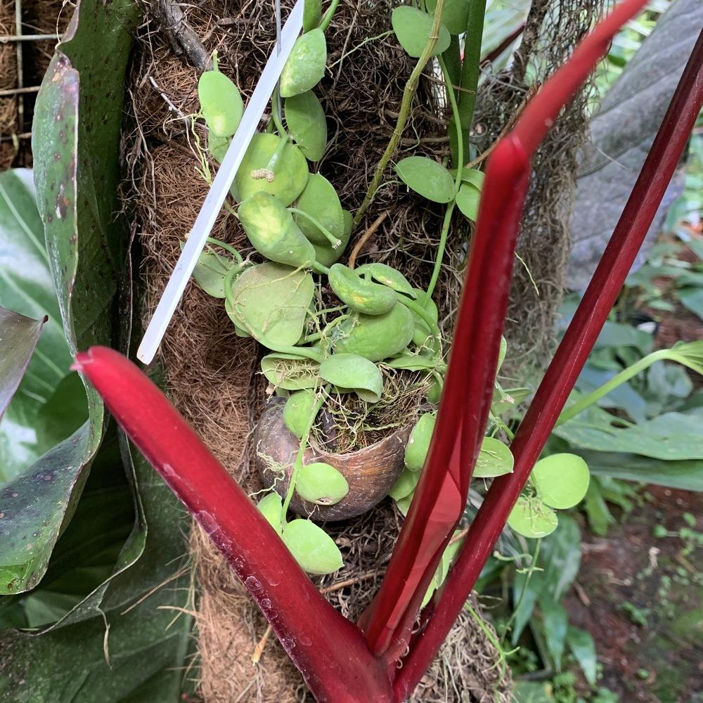 The Cataphyll in the Philodendrons, Elephant Ears, and Other Aroids ...
