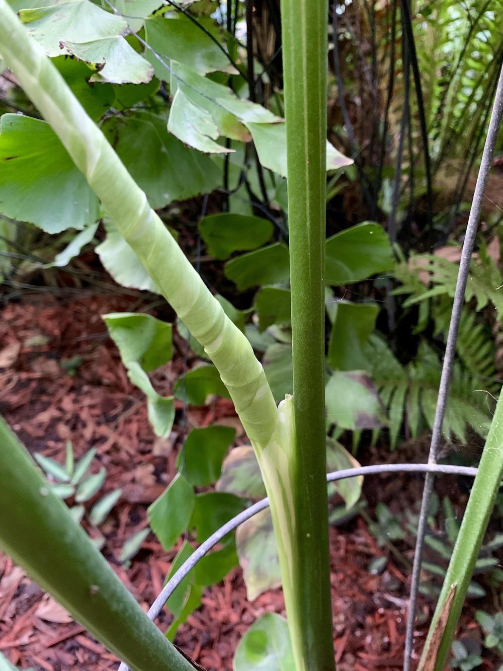 The Cataphyll in the Philodendrons, Elephant Ears, and Other Aroids ...