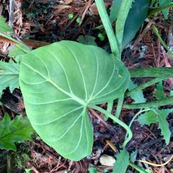 The Cataphyll in the Philodendrons, Elephant Ears, and Other Aroids ...