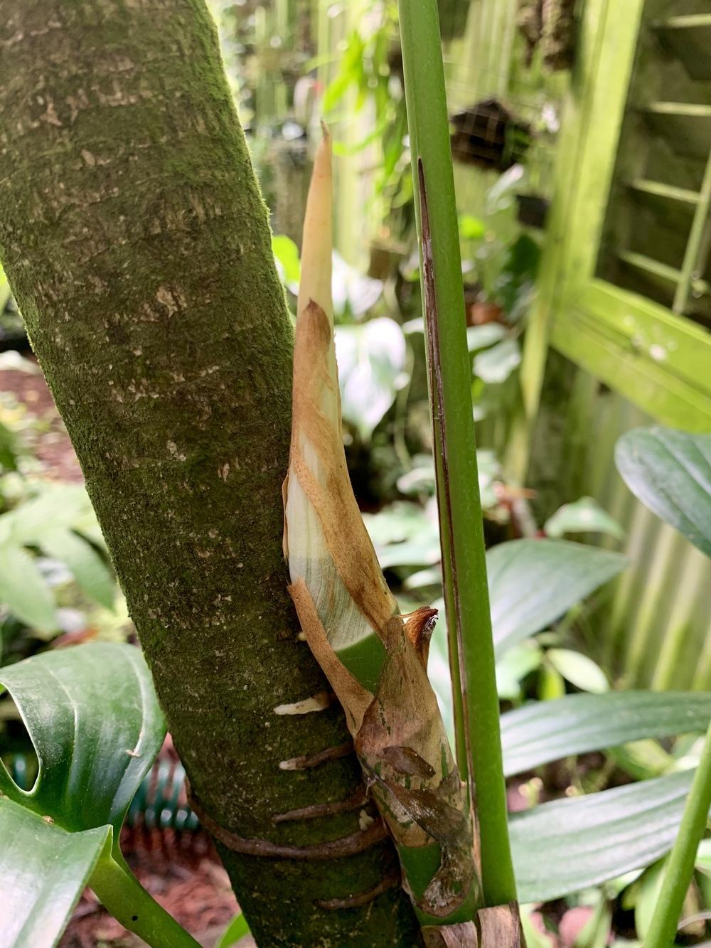 The Cataphyll in the Philodendrons, Elephant Ears, and Other Aroids ...