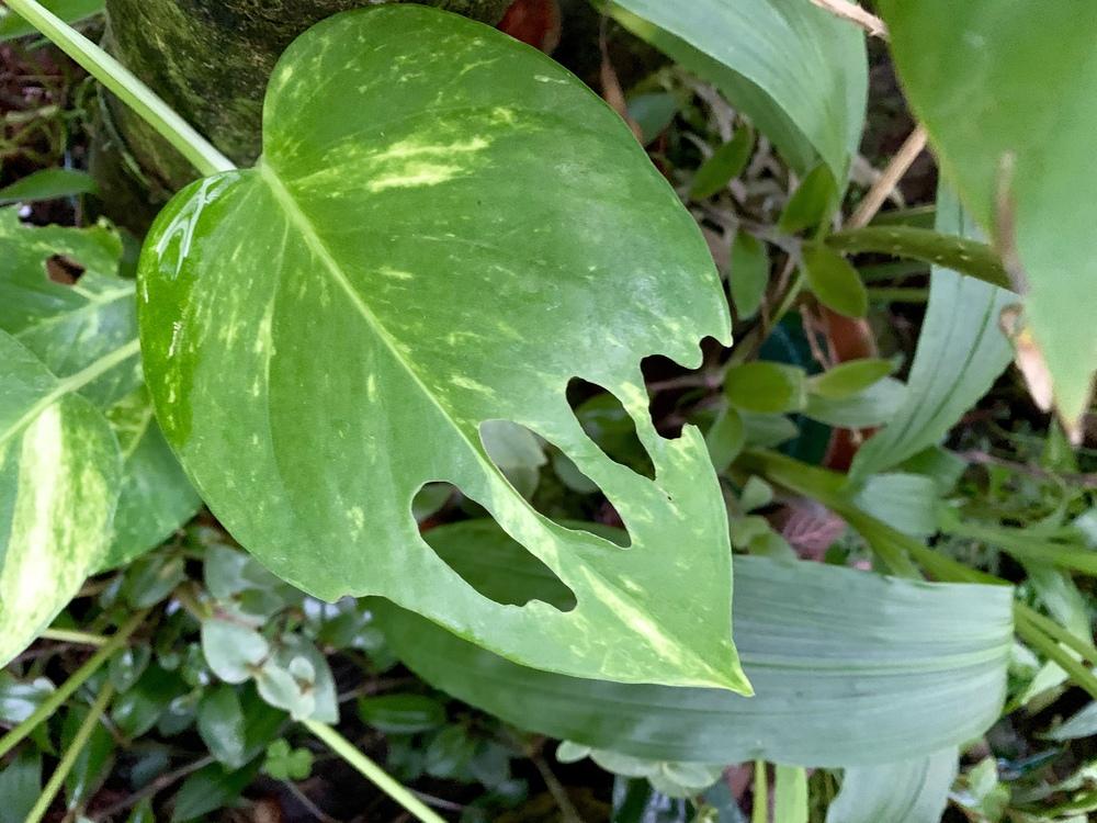 The Cataphyll in the Philodendrons, Elephant Ears, and Other Aroids ...