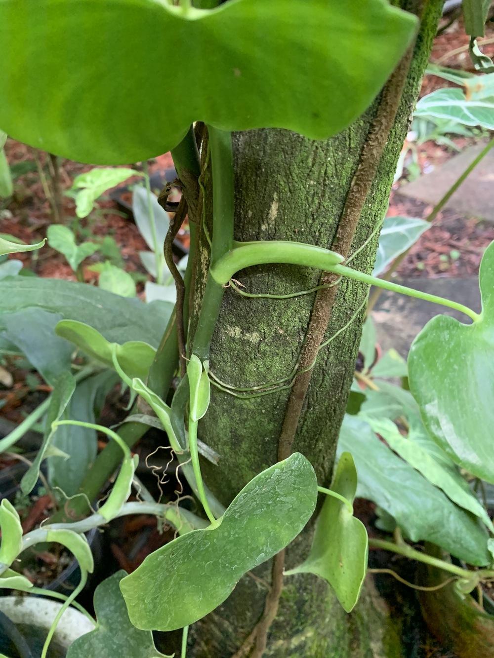 The Cataphyll in the Philodendrons, Elephant Ears, and Other Aroids ...