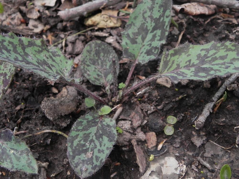 Photo of the entire plant of Spotted Hawkweed (Hieracium maculatum ...