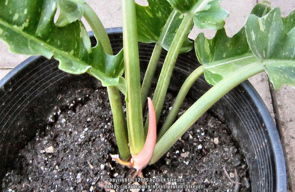 The Cataphyll in the Philodendrons, Elephant Ears, and Other Aroids ...