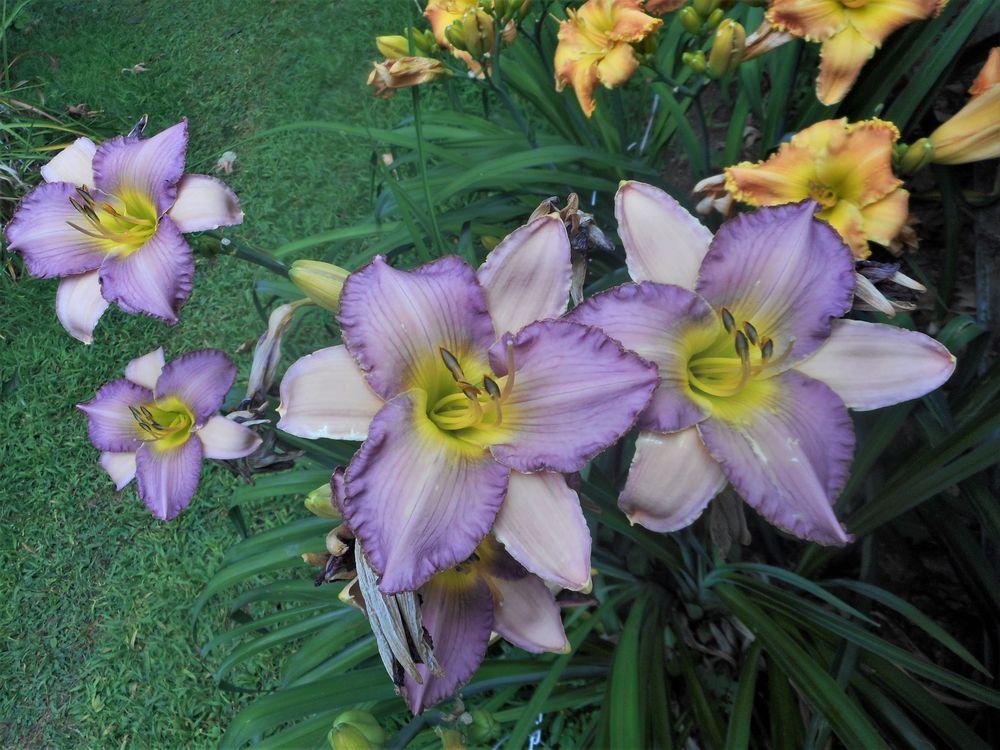 Photo of the bloom of Daylily (Hemerocallis 'Leotha') posted by ...