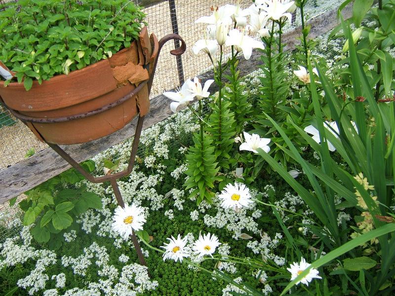 Bottomless pots/planters/containers in the Containers forum - Garden.org