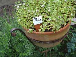 Bottomless pots/planters/containers in the Containers forum - Garden.org