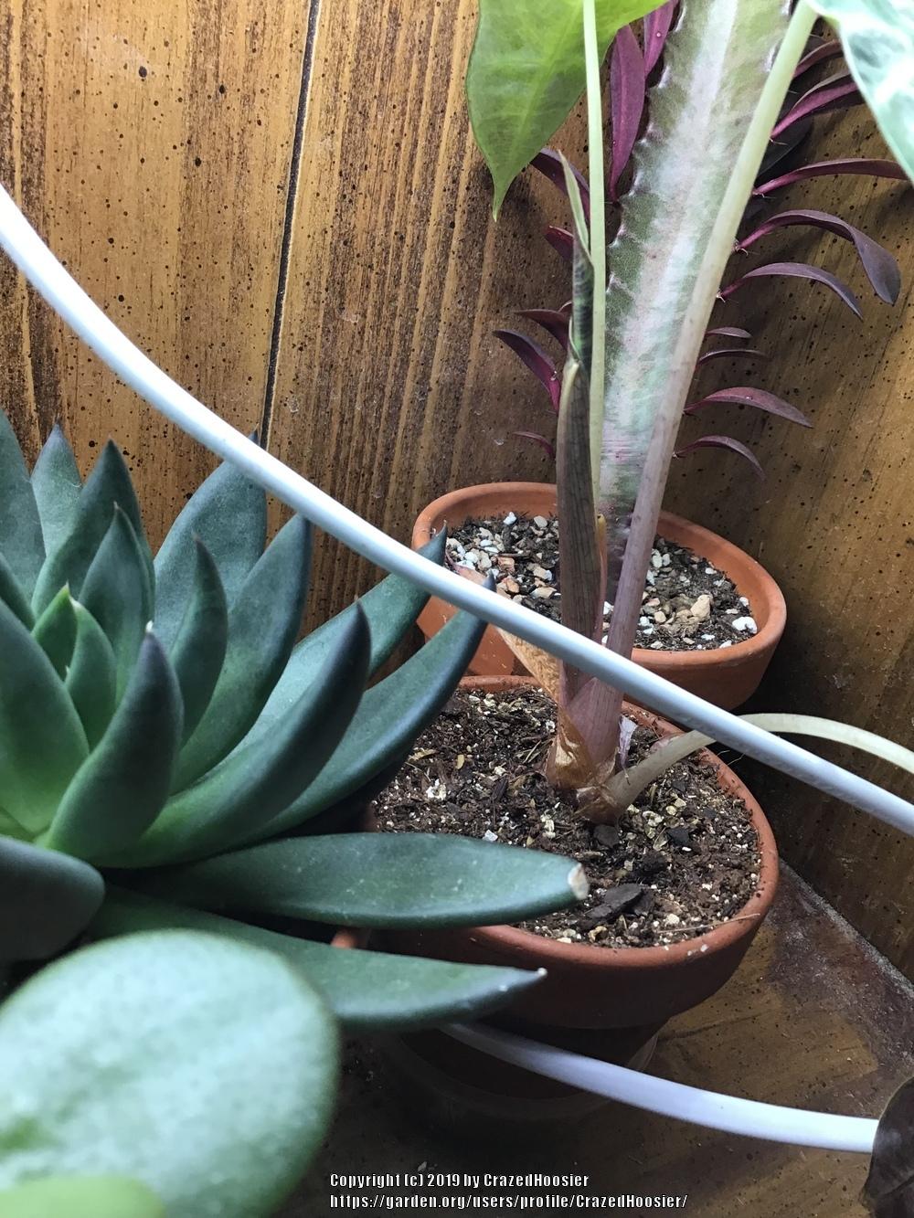 The Cataphyll in the Philodendrons, Elephant Ears, and Other Aroids ...