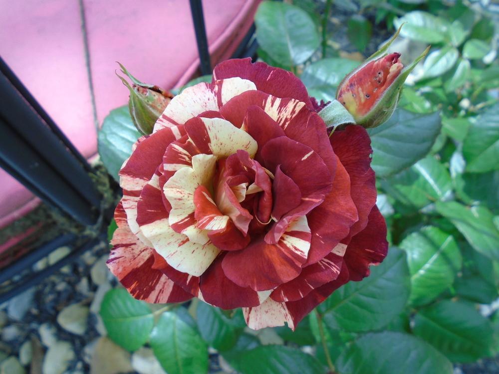 Tropical Lightning? in the Roses forum - Garden.org