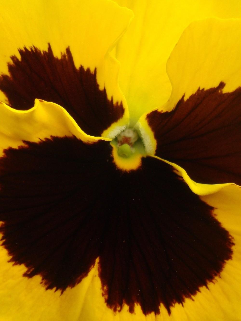 Pansy (Viola x wittrockiana Colossus™ Yellow with Blotch) in the Violas ...