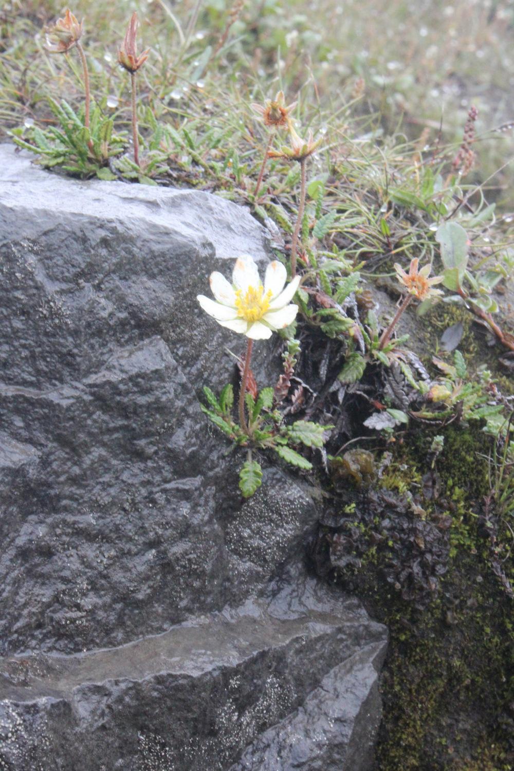 Photo of the entire plant of White Dryad (Dryas octopetala) posted by ...