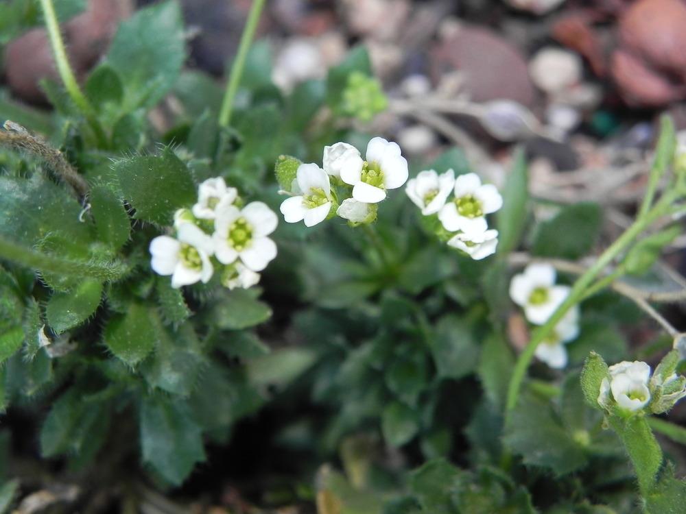 Photo of the bloom of Branched Draba (Draba ramosissima) posted by SL ...