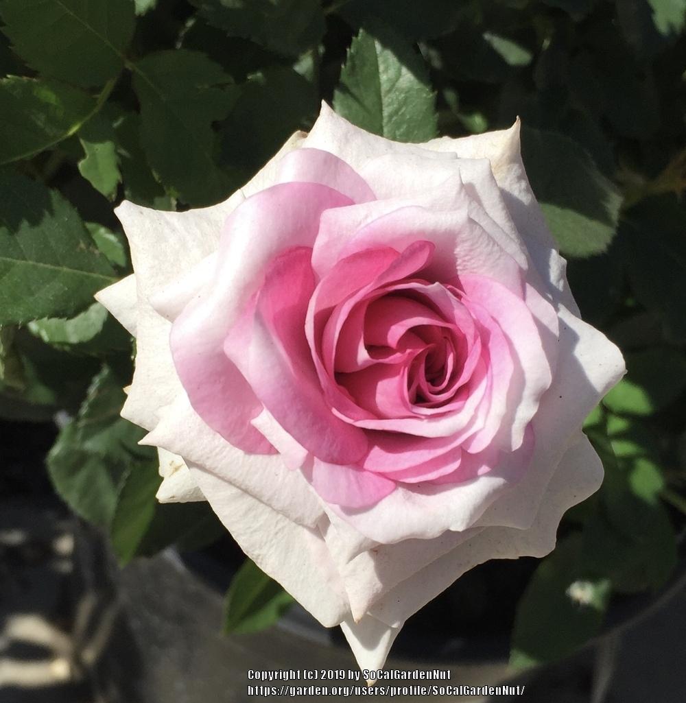 Rose (Rosa 'Violet's Pride') in the Roses Database - Garden.org