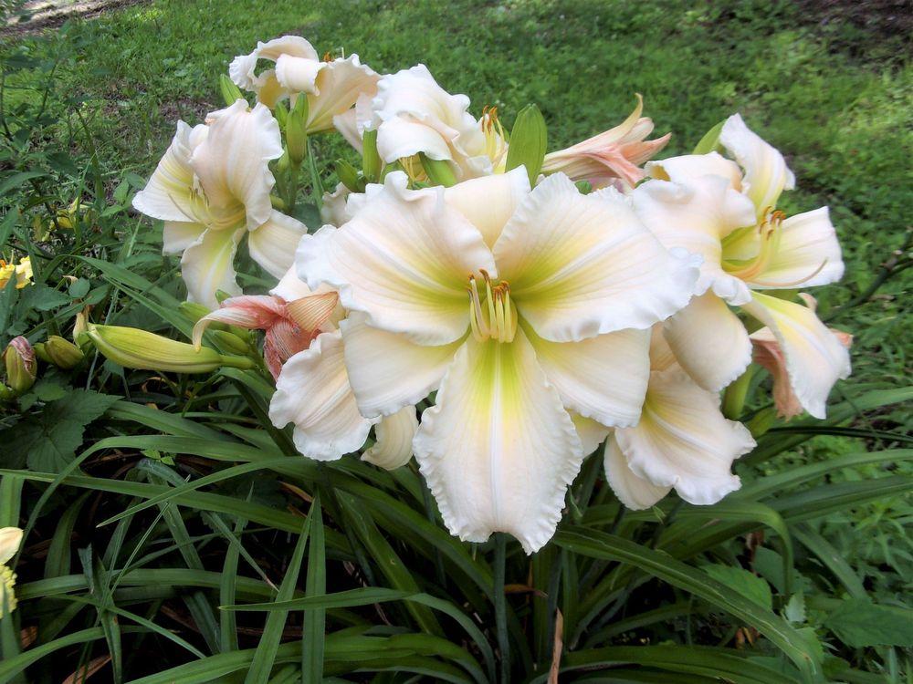 Photo of the bloom of Daylily (Hemerocallis 'Nancy Britz') posted by ...