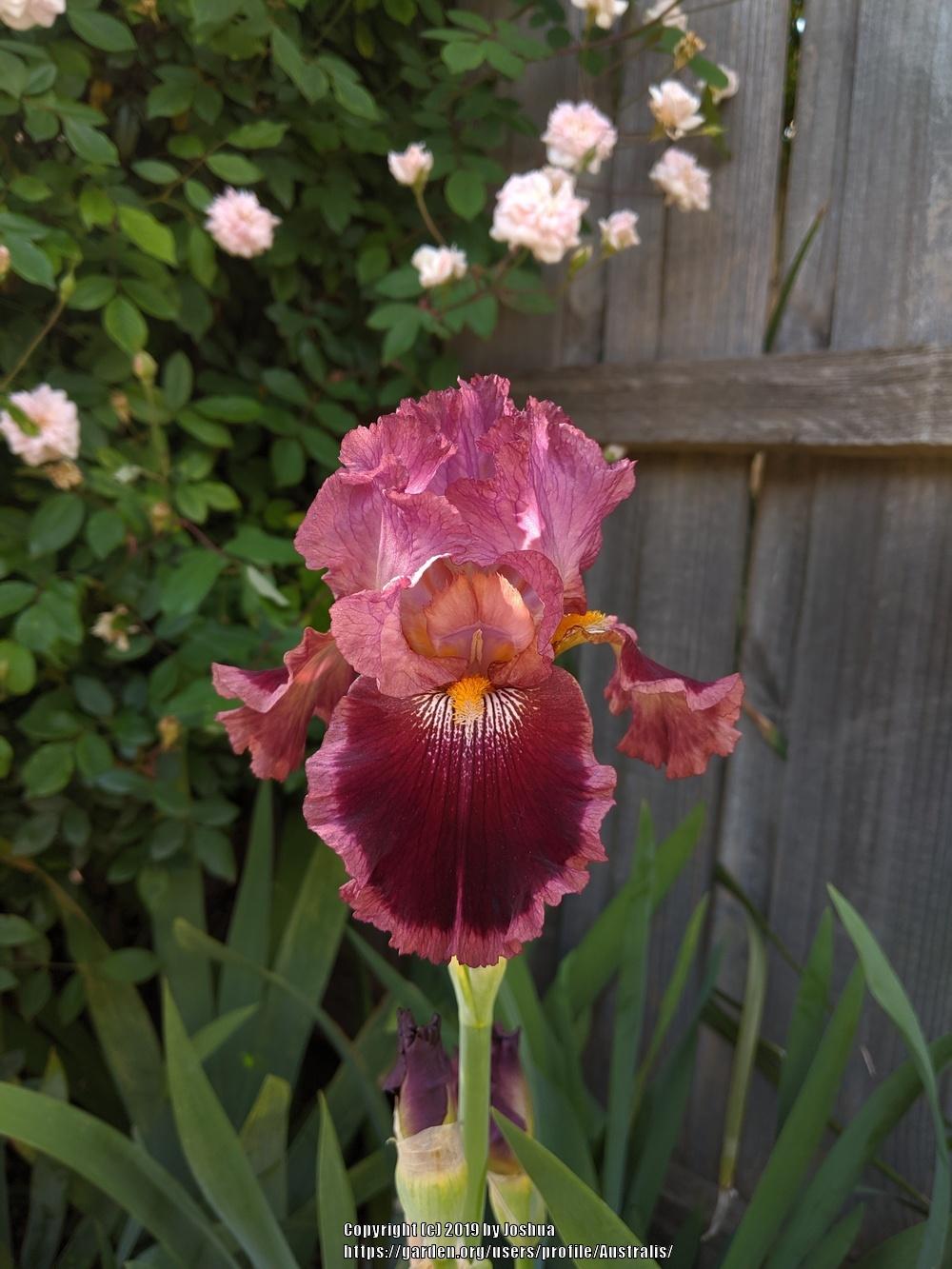 Tall Bearded Iris (Iris 'Scarlet Embers') in the Irises Database ...