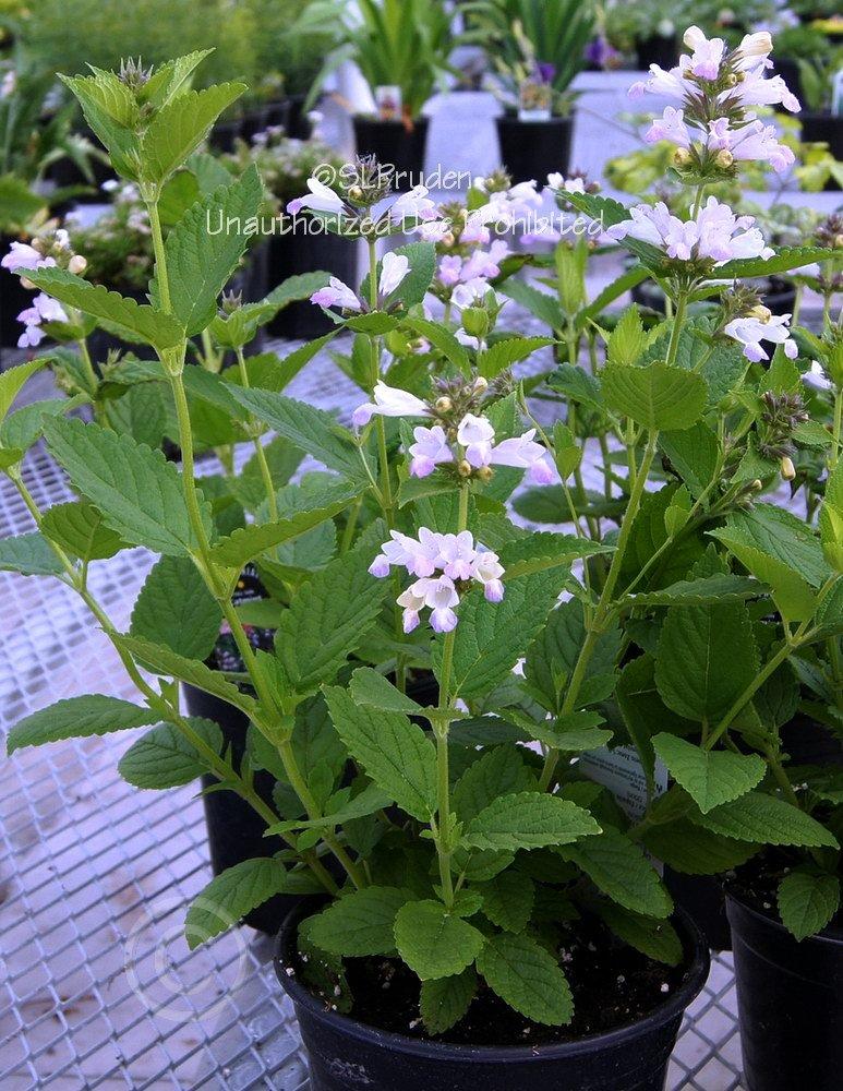 Photo of the entire plant of Catmint (Nepeta subsessilis 'Pink Dreams ...