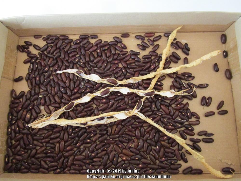 Photo of the seeds of Pole Bean (Phaseolus vulgaris 'Fortex') posted by ...