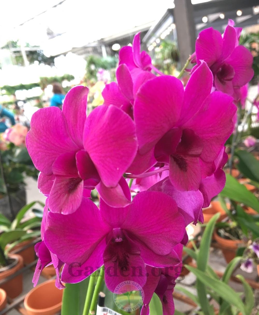 Orchid (Dendrobium 'Popper Red') - Garden.org