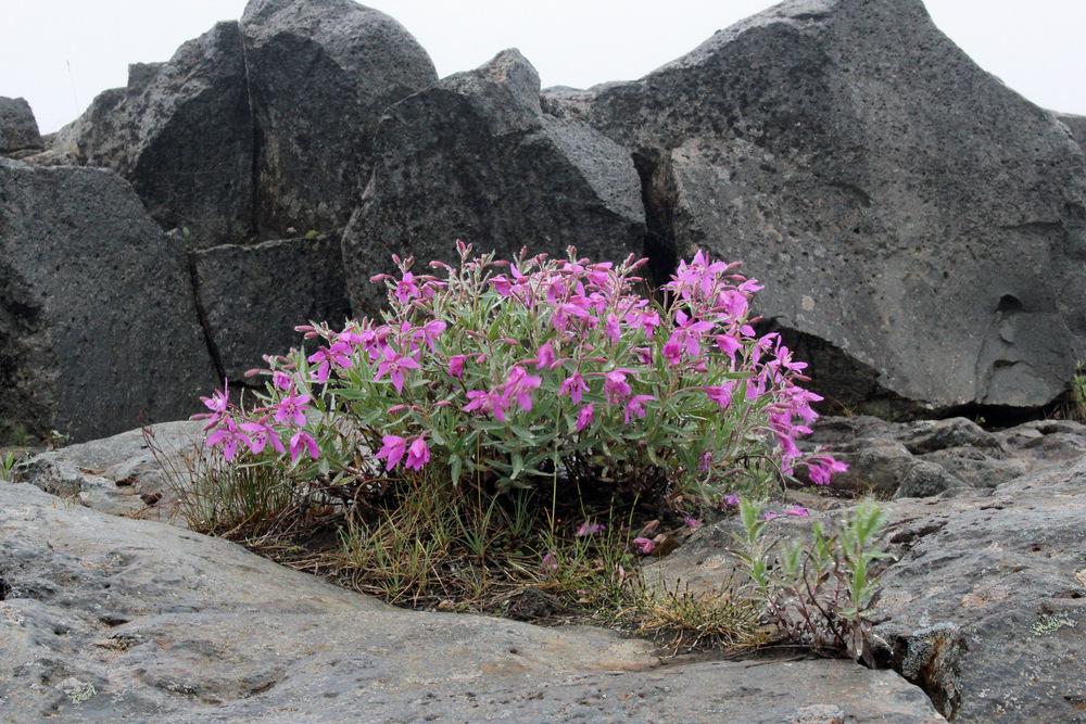 Photo of the entire plant of Dwarf Fireweed (Chamaenerion latifolium) posted by RuuddeBlock ...