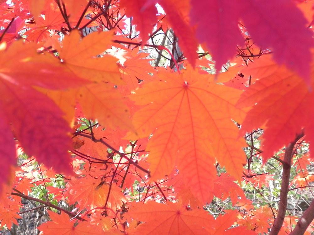 Photo of the fall color of Full Moon Maple (Acer japonicum 'O Taki ...