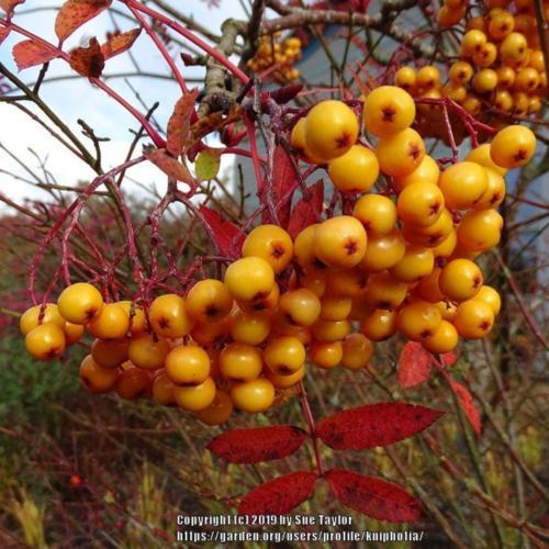 Rowan (Sorbus 'Copper Kettle') - Garden.org