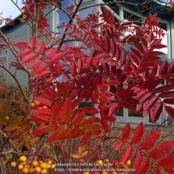 Photo of the fruit of Rowan (Sorbus 'Copper Kettle') posted by ...