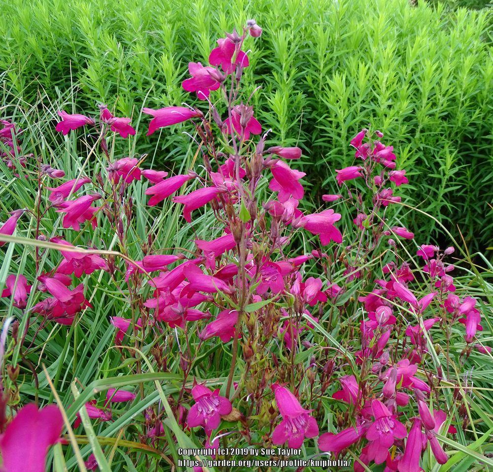 Penstemons: Plant Care and Collection of Varieties - Garden.org