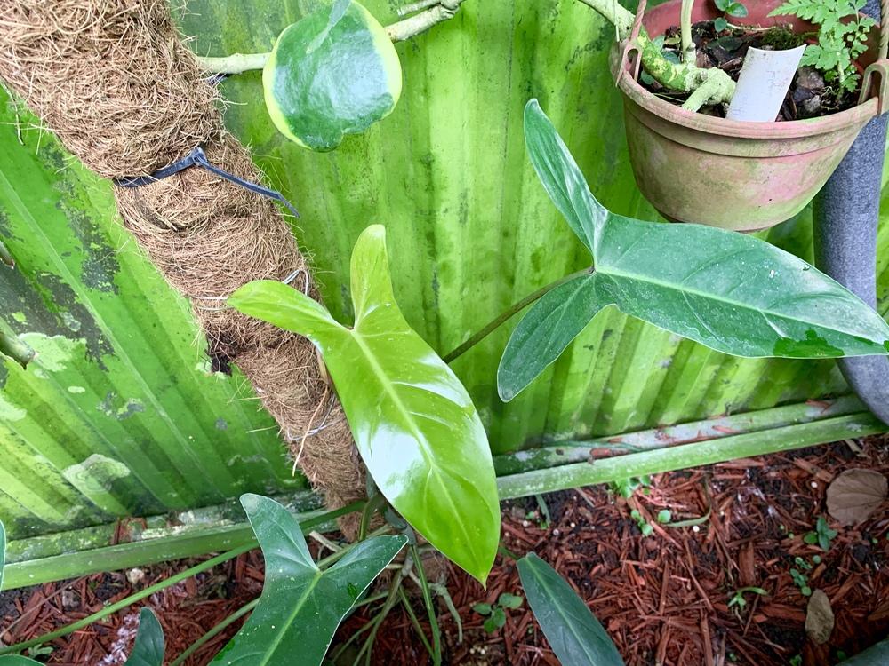 Philodendron (Philodendron mexicanum) in the Philodendrons Database ...