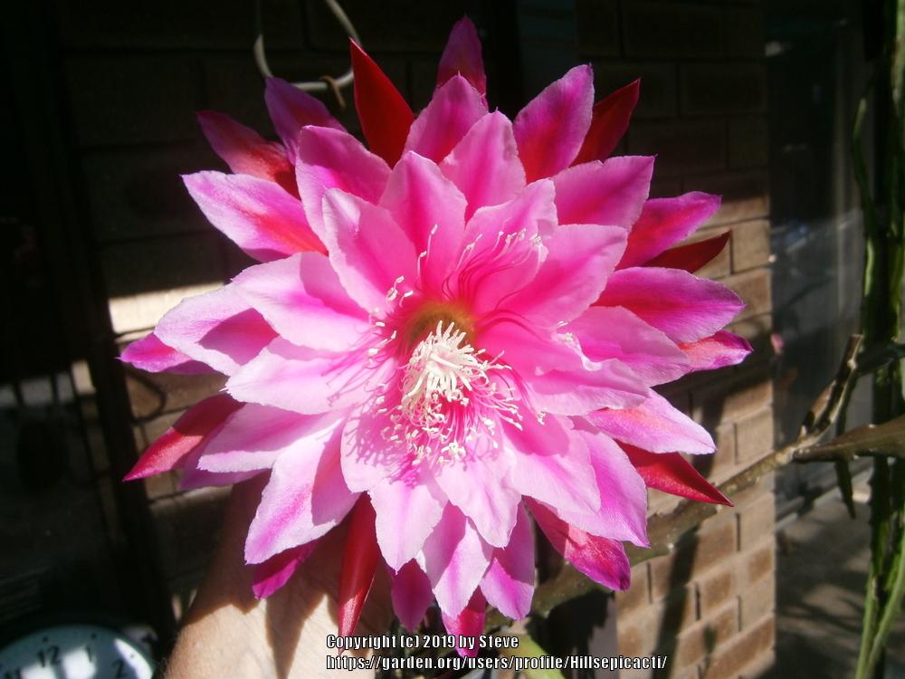 Epiphyllum: Plant Care and Collection of Varieties - Garden.org