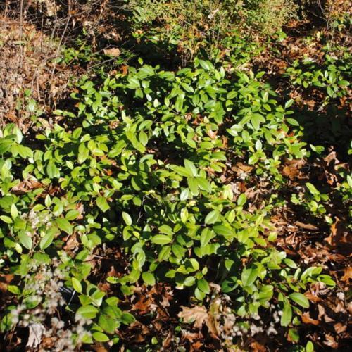 Leucothoe (Leucothoe axillaris 'Jenkins') - Garden.org