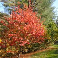 Photo of the fall color of Franklin Tree (Franklinia alatamaha) posted ...