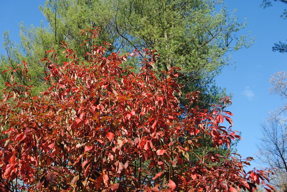Photo of the fall color of Franklin Tree (Franklinia alatamaha) posted ...