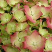 The Main Plant entry for Hydrangeas (Hydrangea) - Garden.org