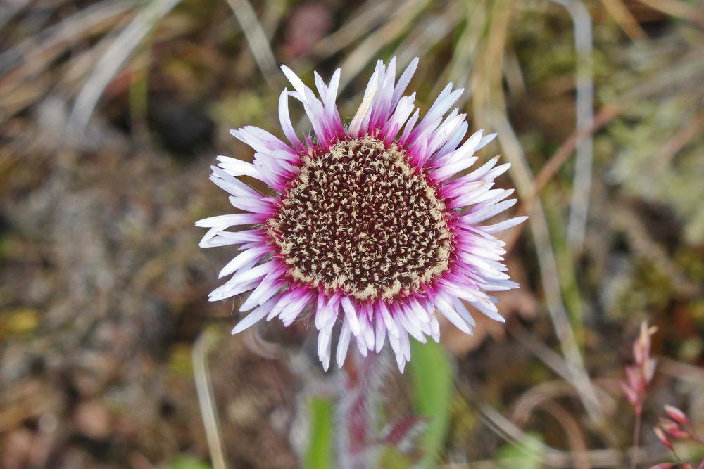 Photo of the bloom of Erigeron borealis posted by RuuddeBlock - Garden.org