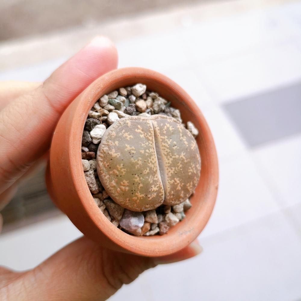 Lithops with black dots? in the Cactus and Succulents forum - Garden.org