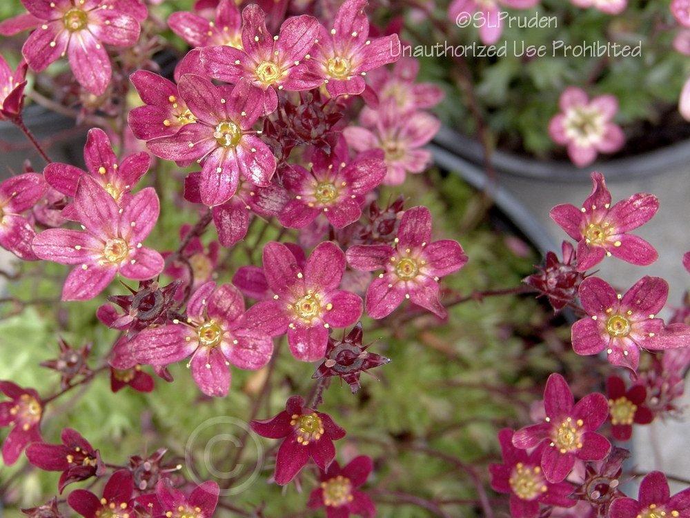 Rockfoil (Saxifraga 'Purple Robe') - Garden.org