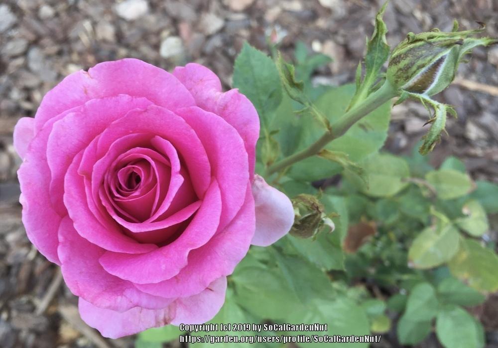 Photo of the bloom of Rose (Rosa 'Simply Magnifiscent') posted by ...